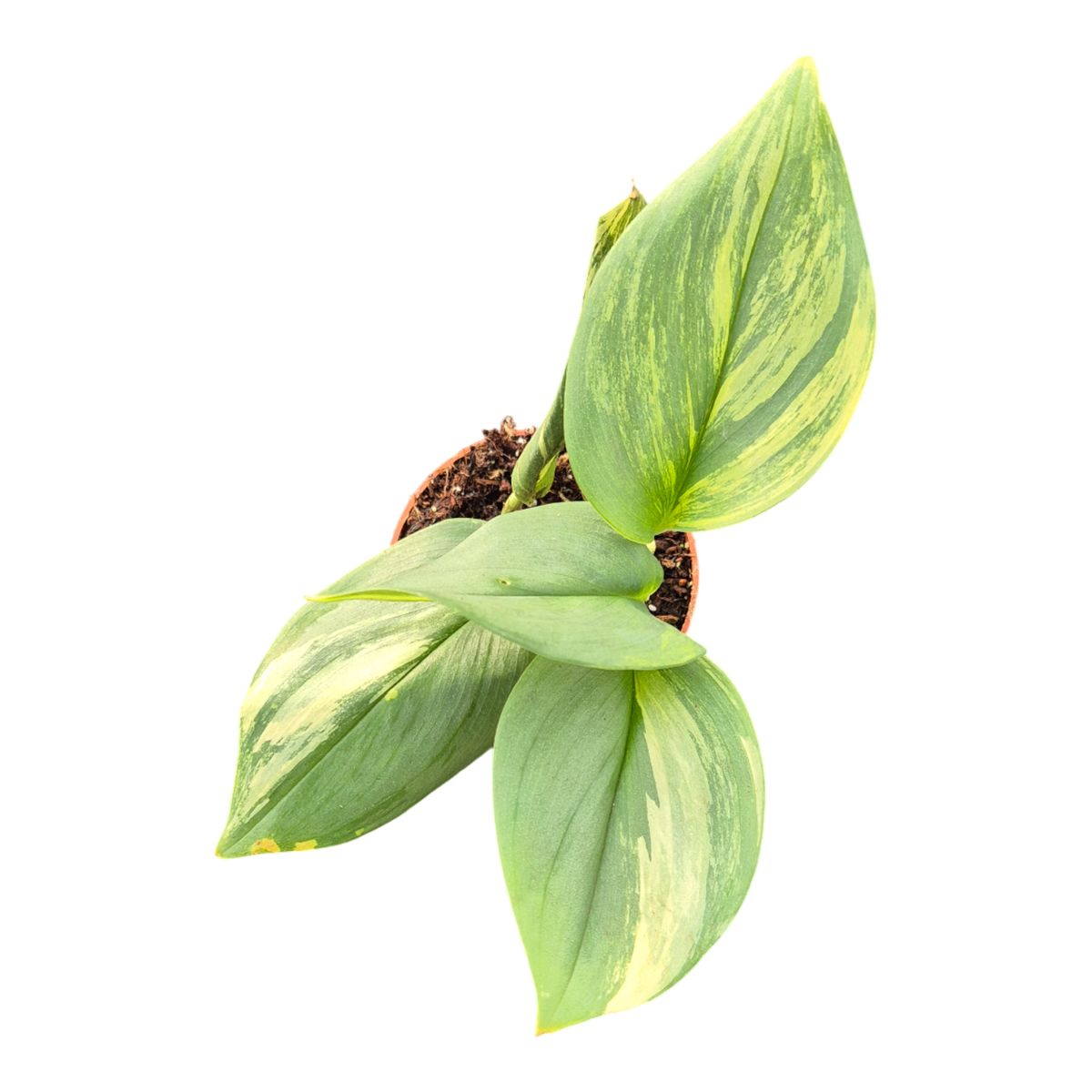 Scindapsus 'Moonlight Variegata Yellow' — Plant Wholesale FlorAccess