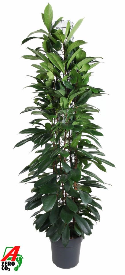 Ficus cyathistipula — Plant Wholesale FlorAccess