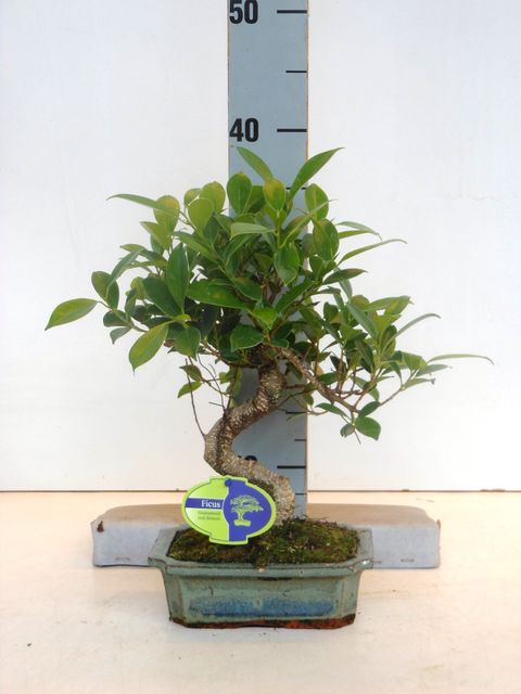 Ficus microcarpa — Plant Wholesale FlorAccess