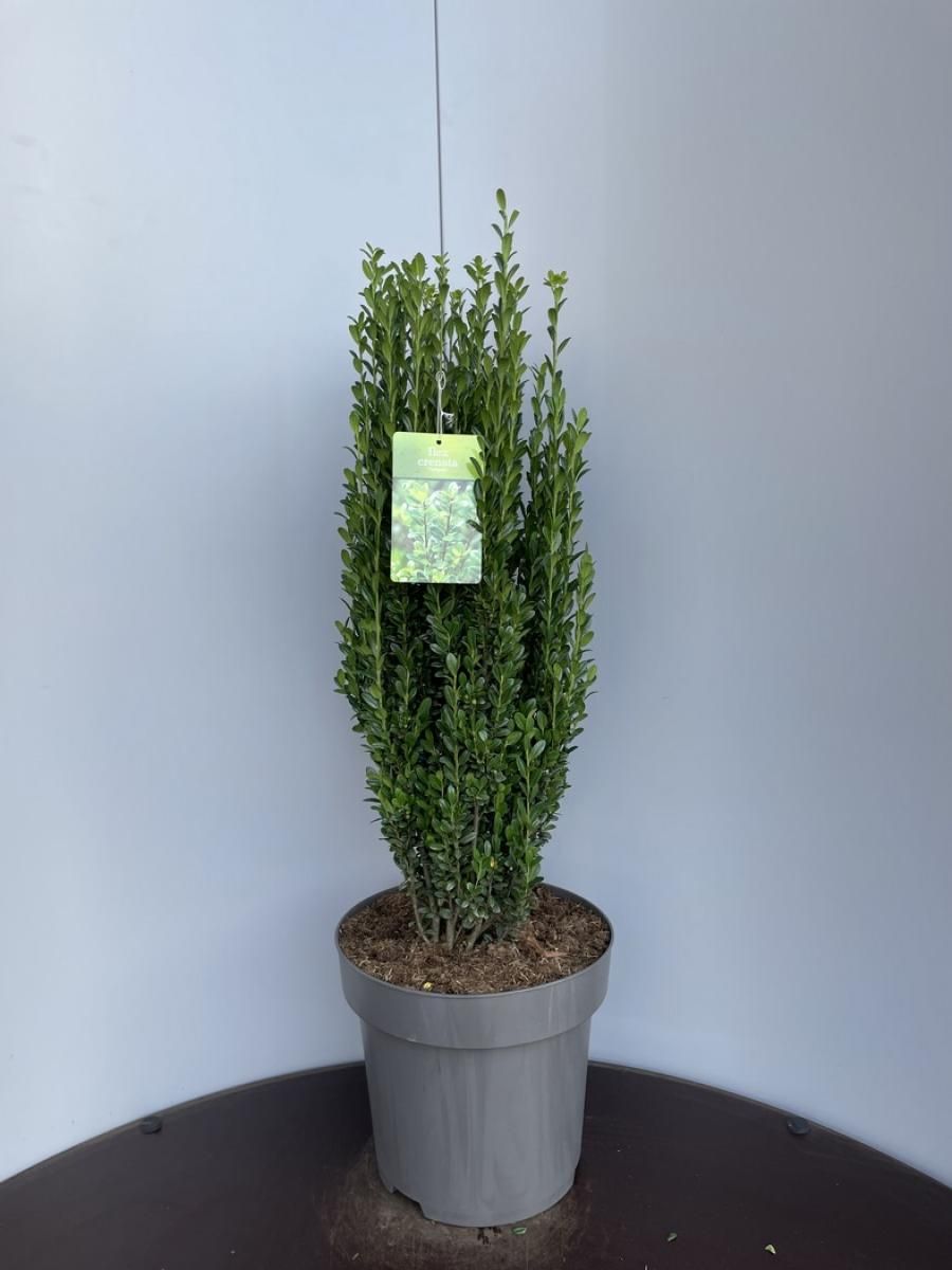 Ilex crenata 'Fastigiata' — Plant Wholesale FlorAccess