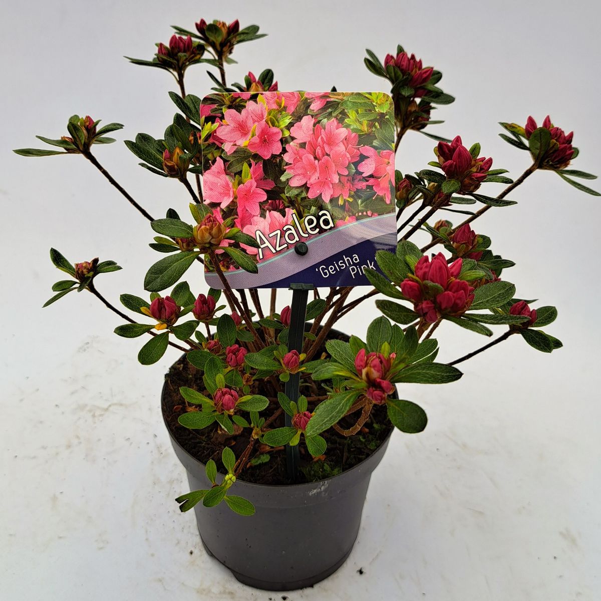 Rhododendron GEISHA PINK (AJ) — Plant Wholesale FlorAccess