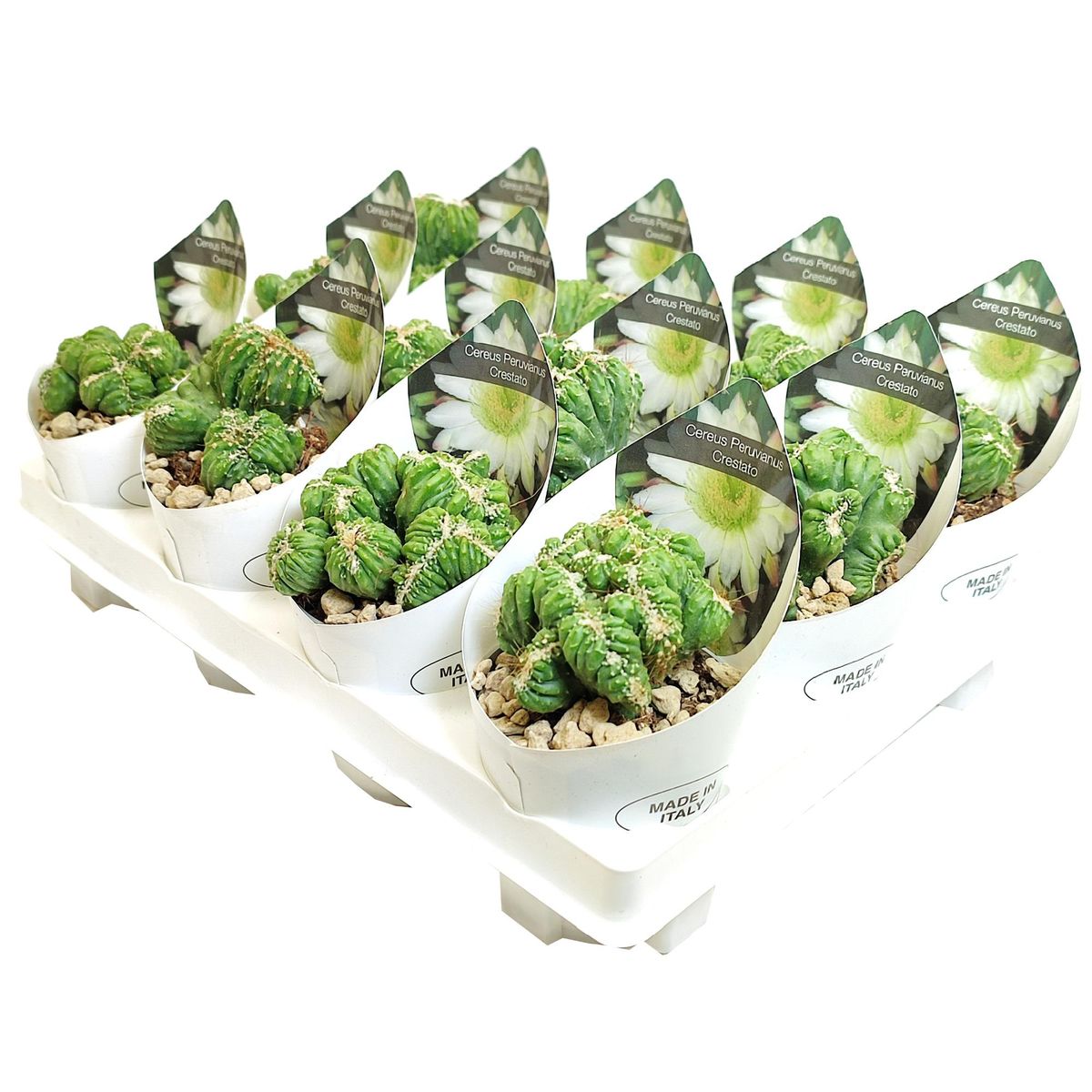 Cereus peruvianus cristata — Plant Wholesale FlorAccess