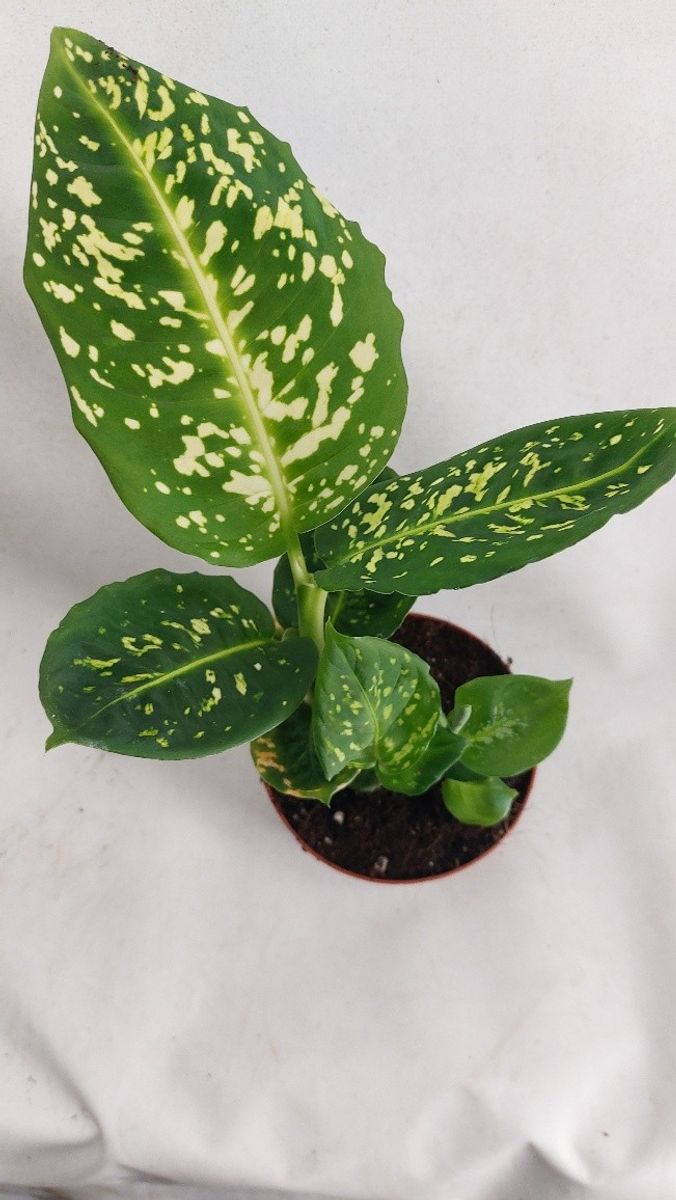Dieffenbachia 'Reflector' — Plant Wholesale FlorAccess