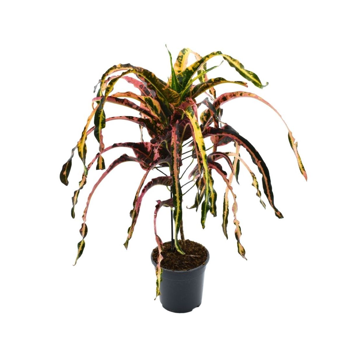 Codiaeum variegatum 'Dreadlocks' — Plant Wholesale FlorAccess