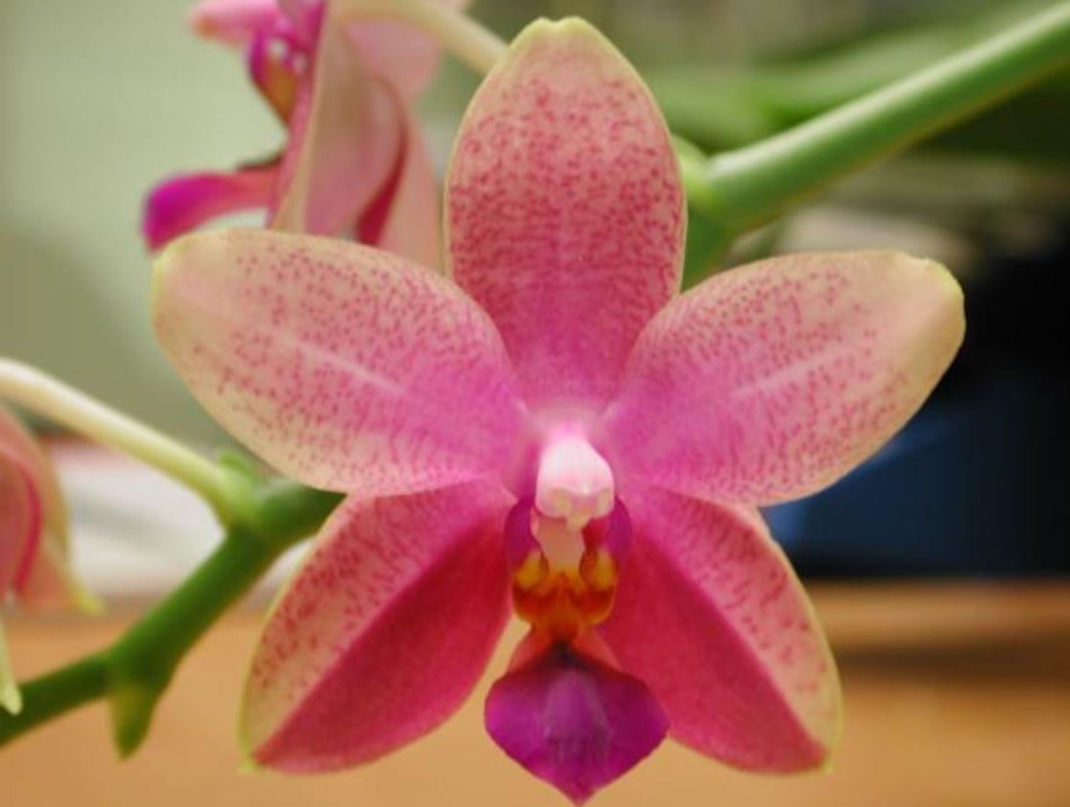 Phalaenopsis 'Liodoro' — Plant Wholesale FlorAccess