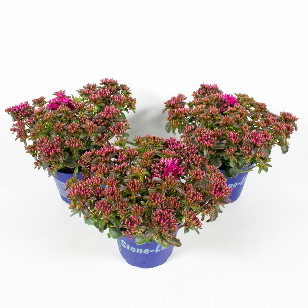 Sedum spurium SPOT ON DEEP ROSE — Plant Wholesale FlorAccess