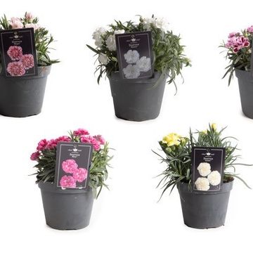 Dianthus DOUBLELICIOUS MIX — Plant Wholesale FlorAccess