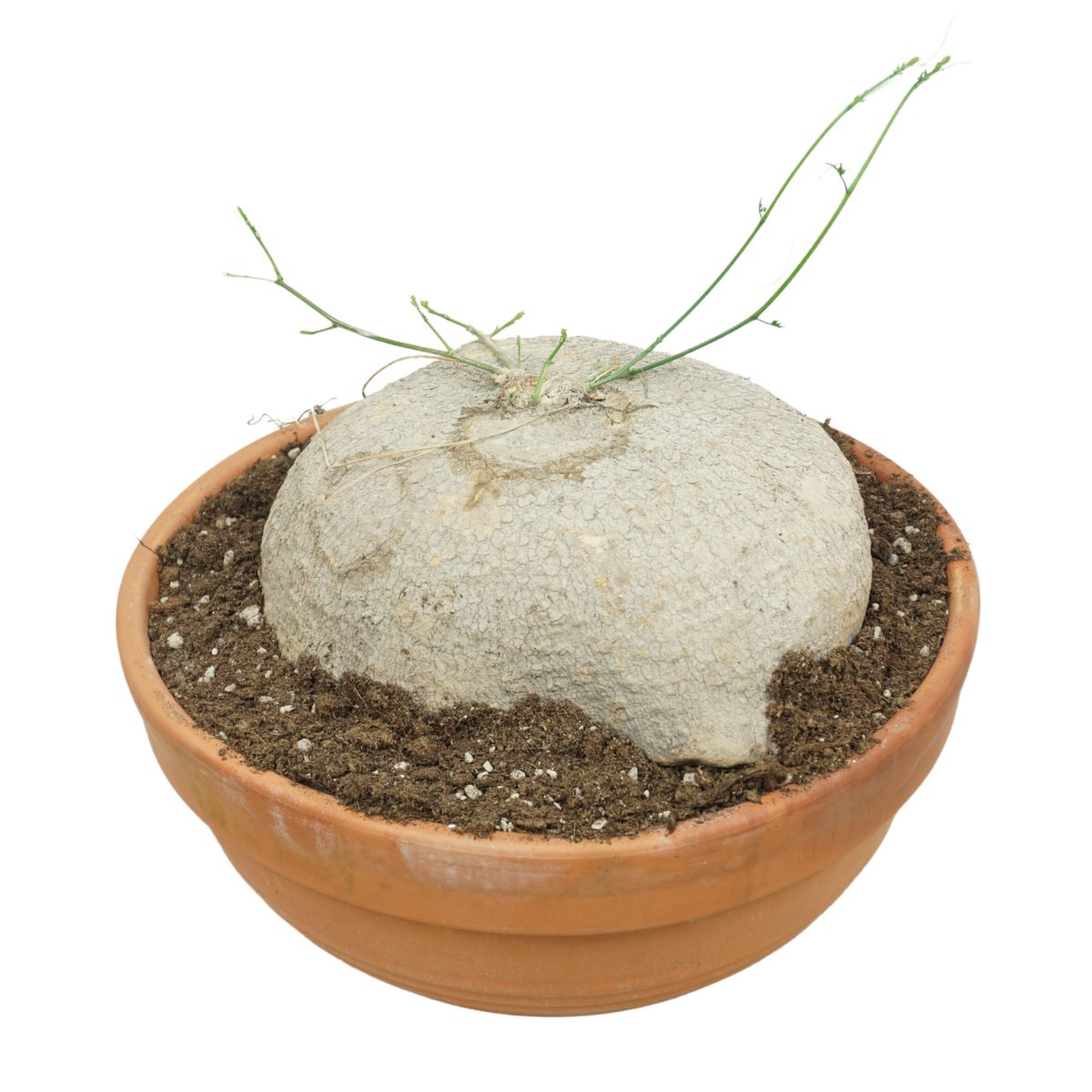 Ibervillea lindheimeri — Plant Wholesale FlorAccess