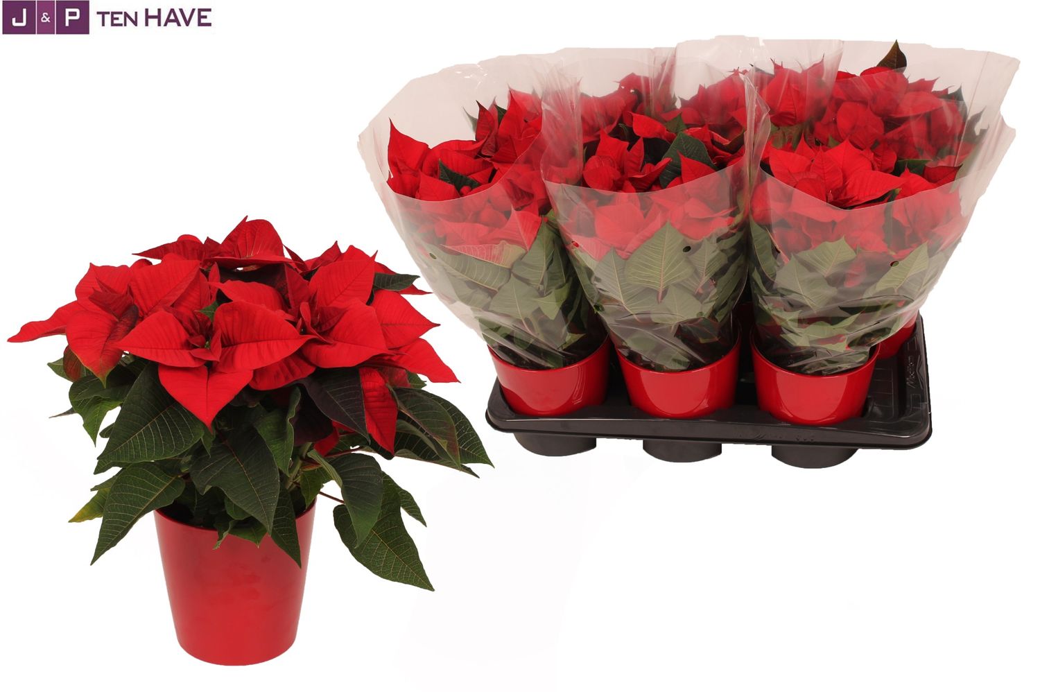 Euphorbia pulcherrima CHRISTMAS EVE — Plant Wholesale FlorAccess