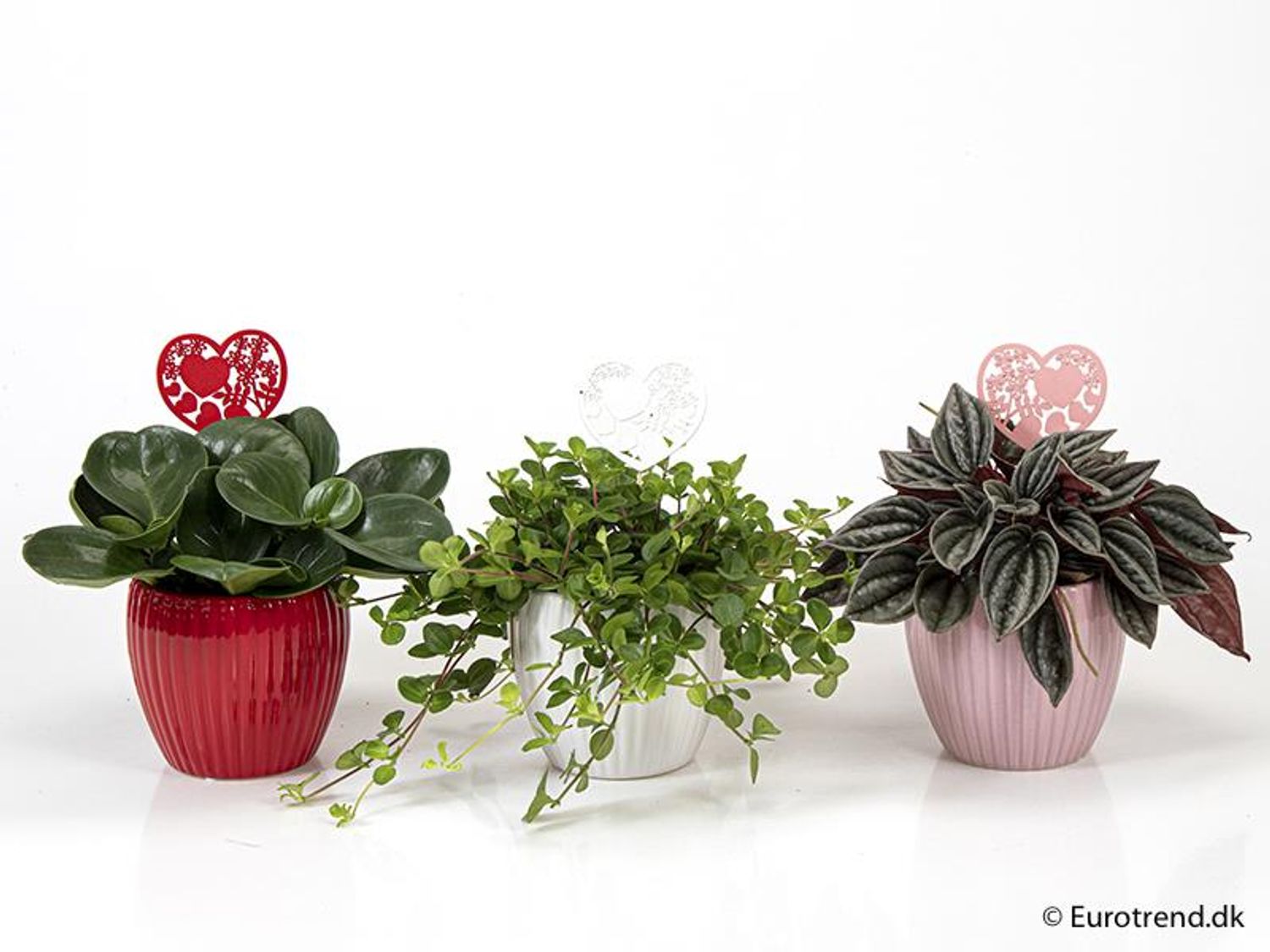 Peperomia MIX — Plant Wholesale FlorAccess
