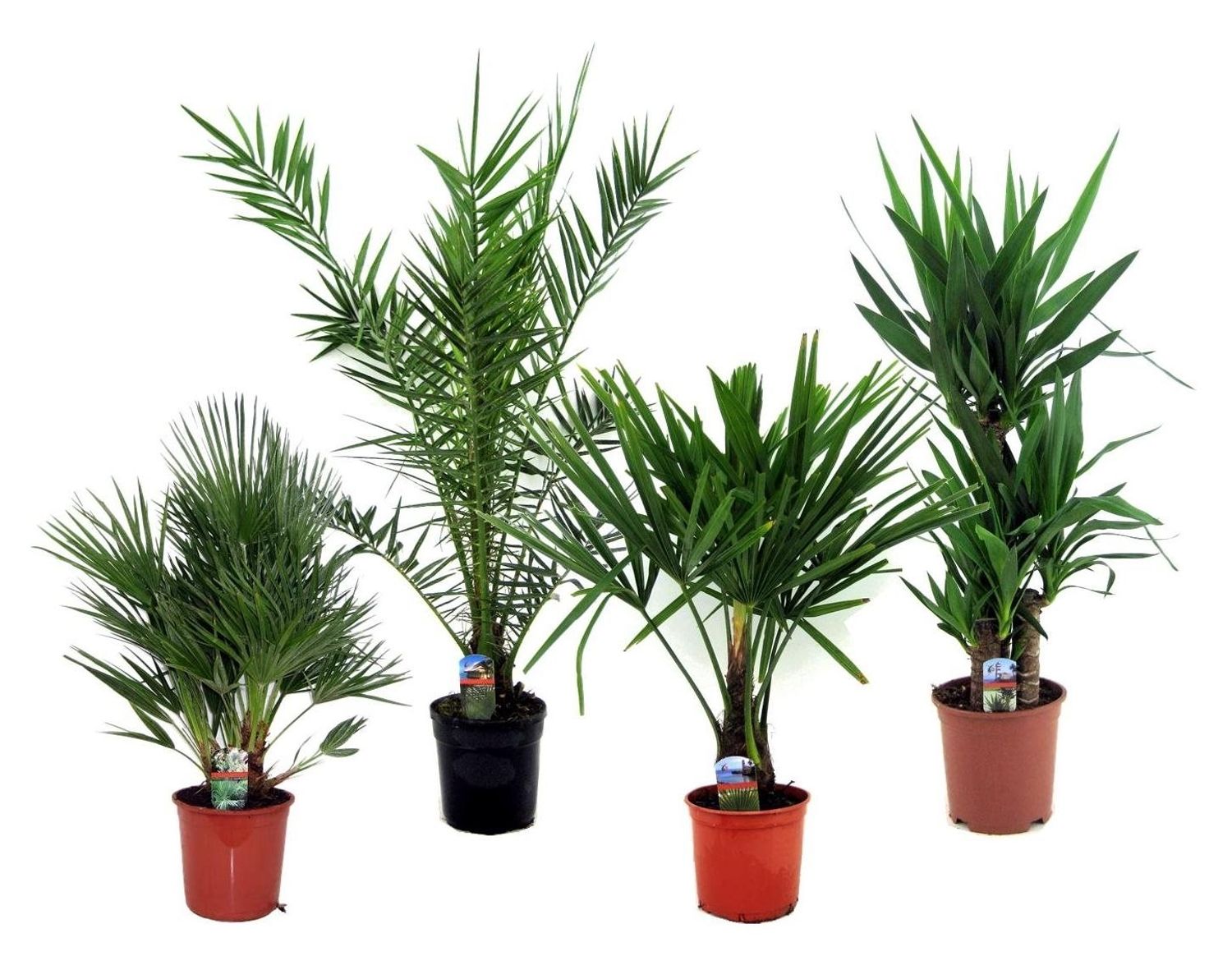 Palms MIX — Plant Wholesale FlorAccess