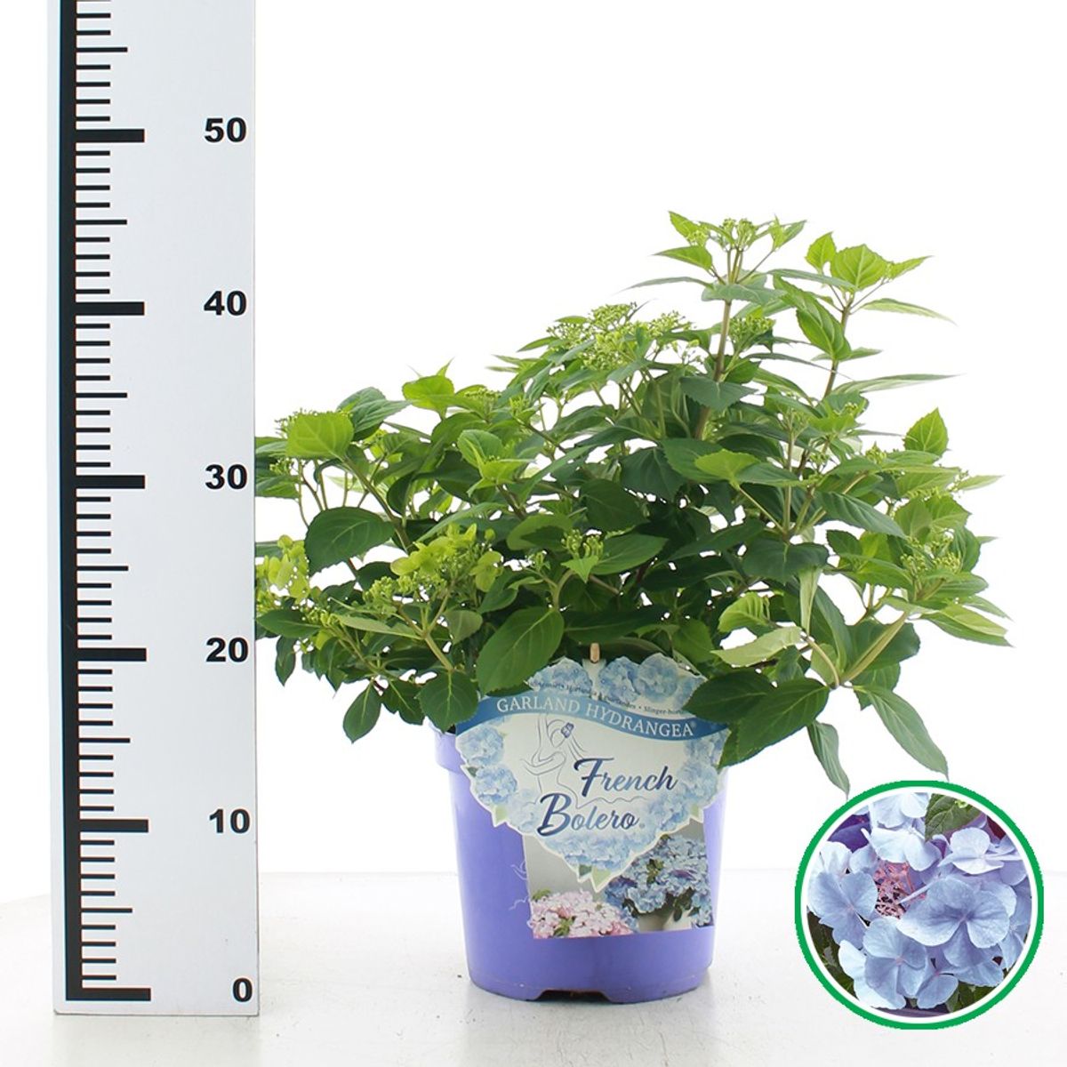Hydrangea FRENCH BOLERO BLUE — Plant Wholesale FlorAccess