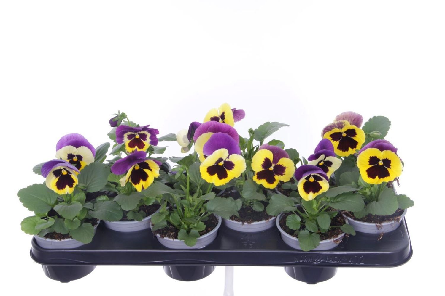 Viola x wittrockiana COLOSSUS F1 TRICOLORE — Plant Wholesale FlorAccess