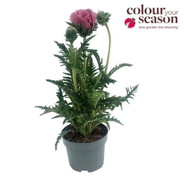 Papaver orientale 'Pink Perfection' — Plant Wholesale FlorAccess