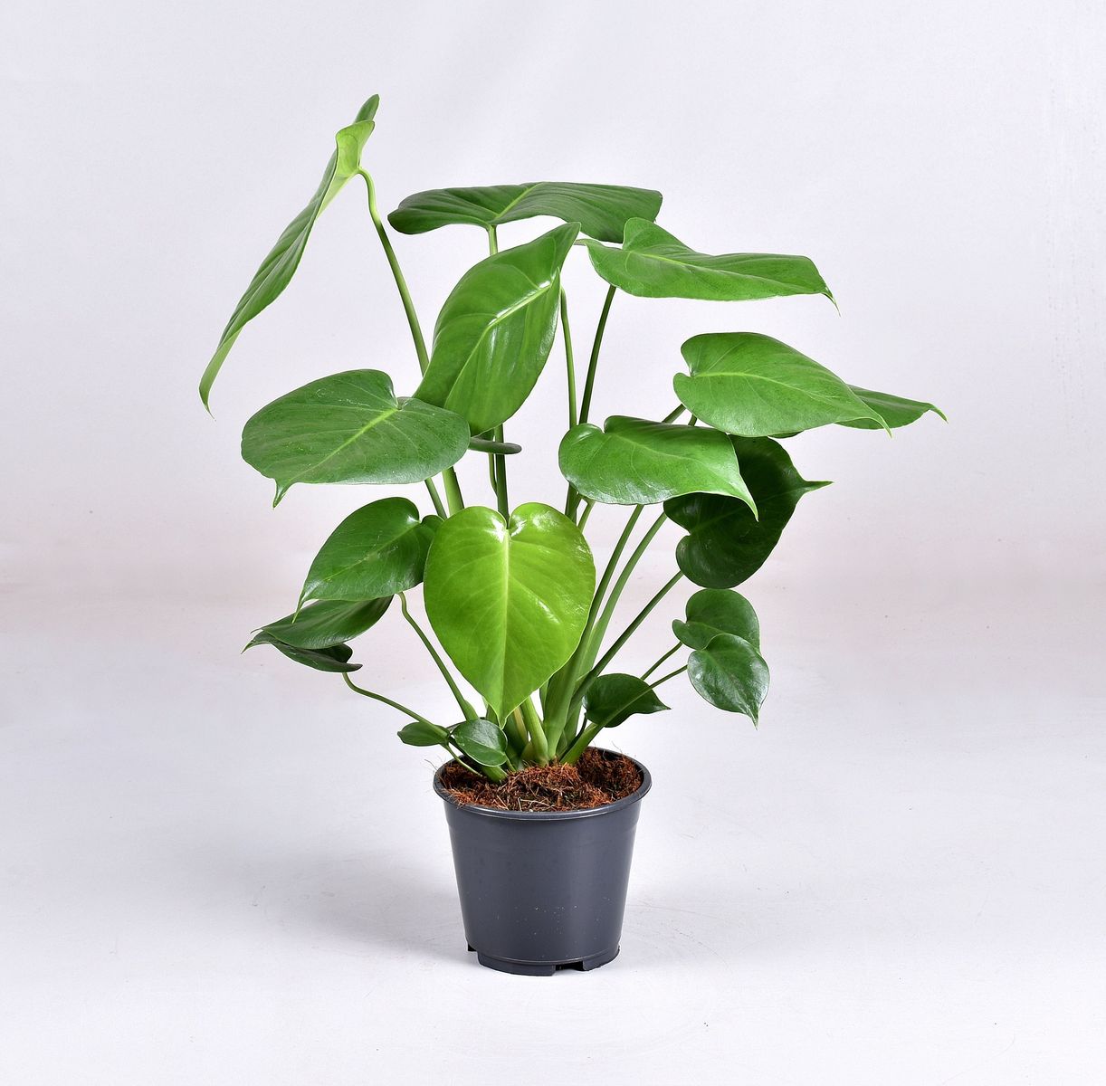 Monstera deliciosa — Pflanzengroßhandel FlorAccess