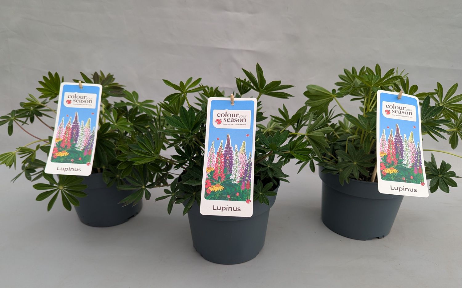 Lupinus GALLERY MIX — Plant Wholesale FlorAccess