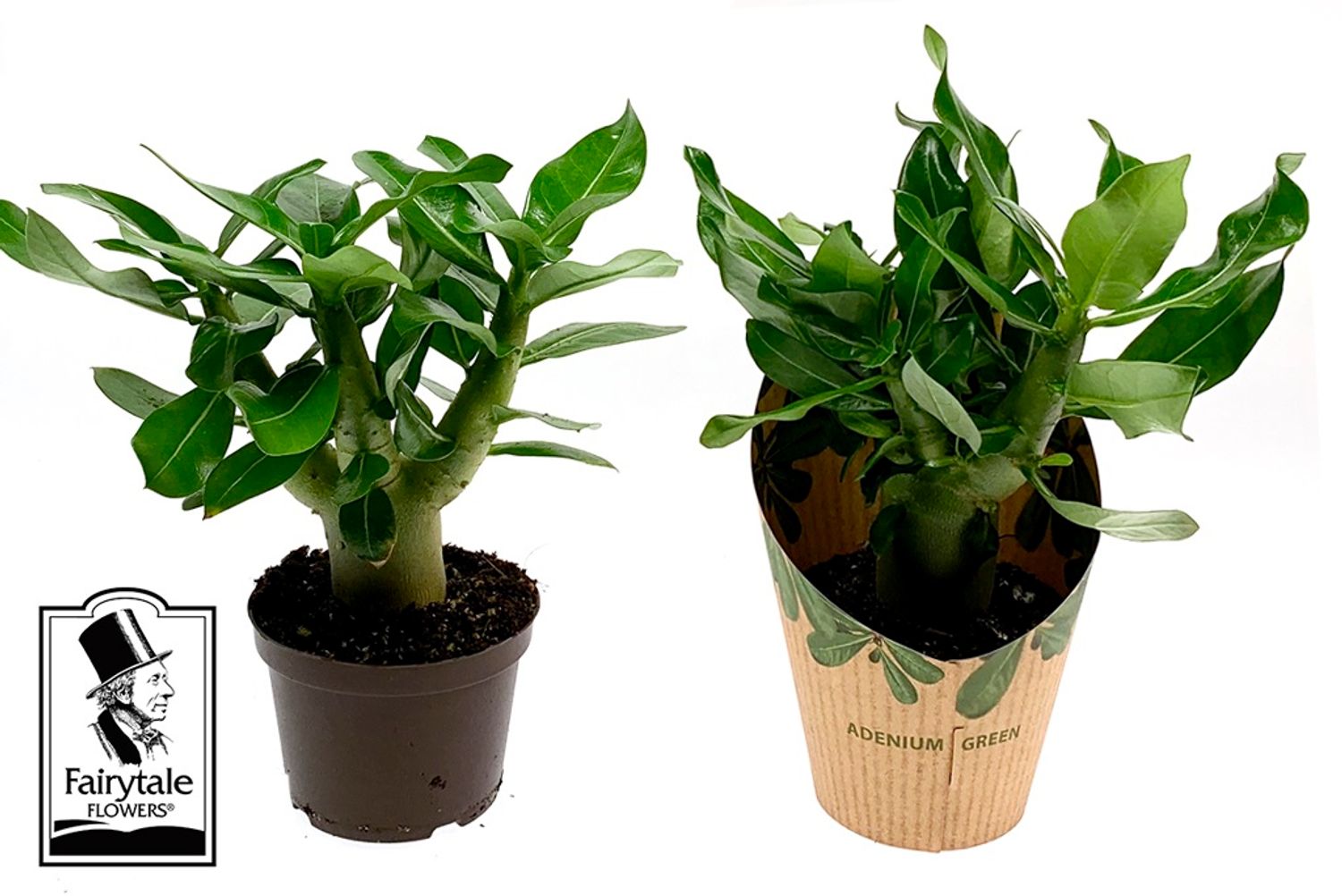 Adenium Obesum — Plant Wholesale Floraccess