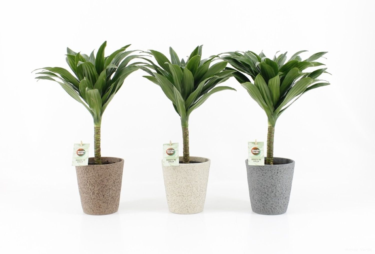 Dracaena fragrans 'Janet Craig Compacta' — Plant Wholesale FlorAccess