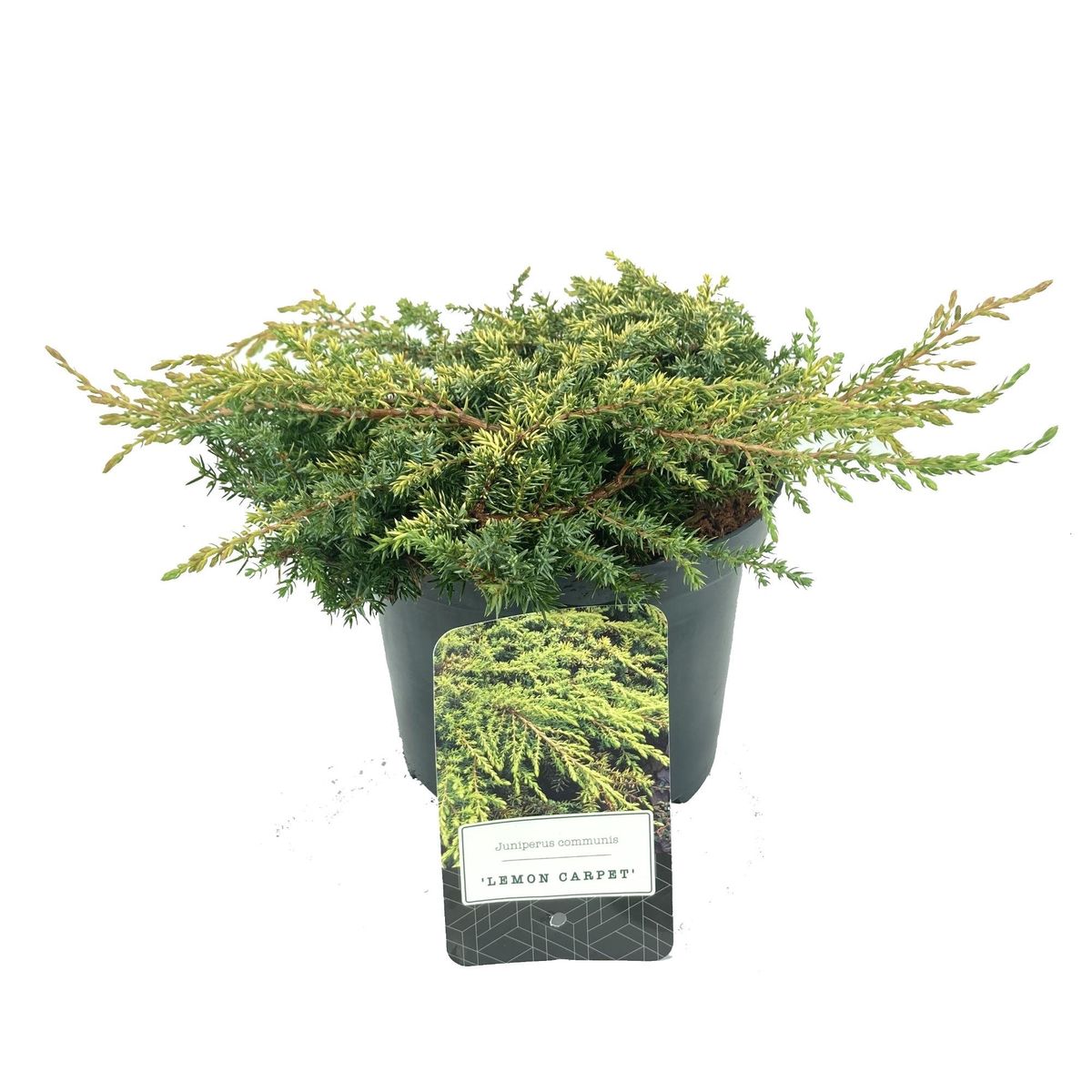 Juniperus communis 'Lemon Carpet' — Plant Wholesale FlorAccess
