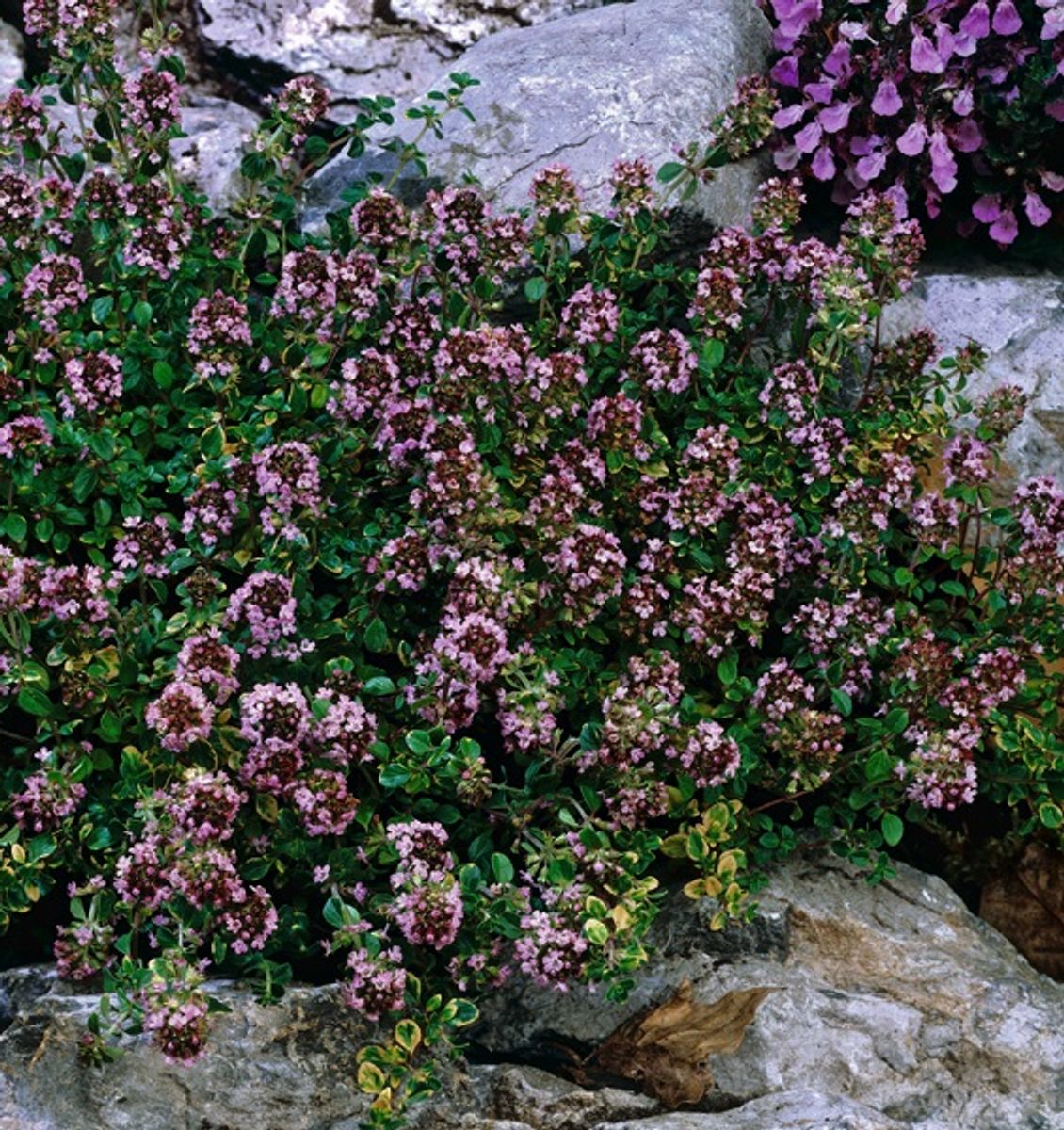 Thymus 'Doone Valley' — Plant Wholesale FlorAccess