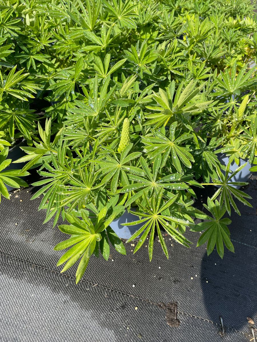 Lupinus GALLERY MIX — Рослини оптом FlorAccess