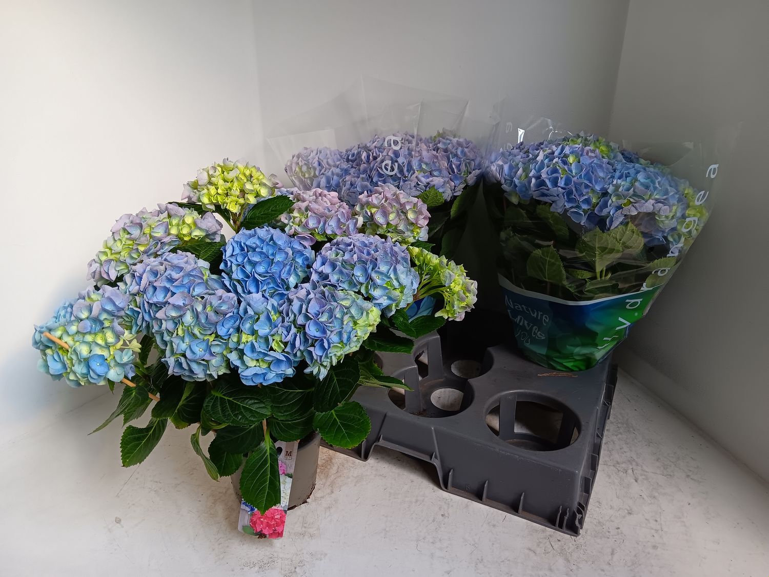 Hydrangea macrophylla EARLY BLUE — Plant Wholesale FlorAccess