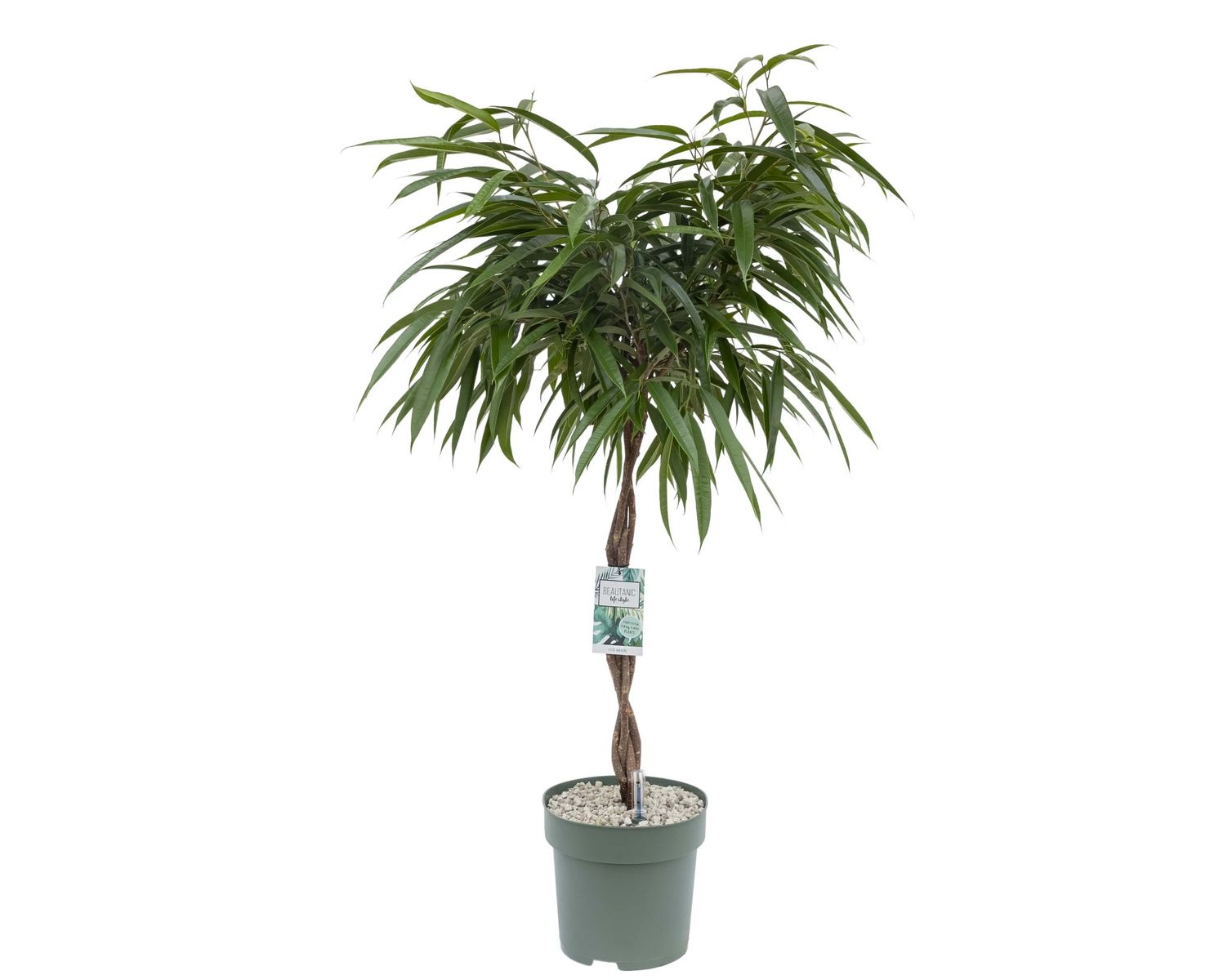 Ficus binnendijkii 'Alii' — Plant Wholesale FlorAccess