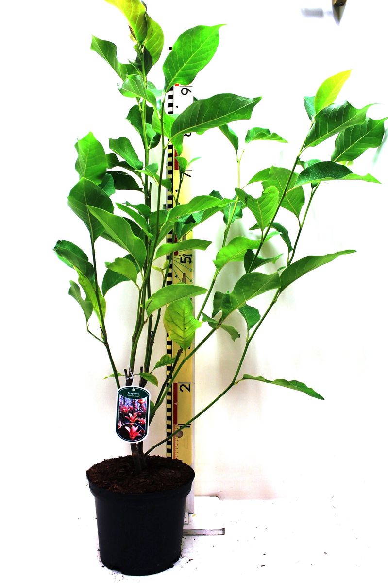 Magnolia 'Heaven Scent' — Plant Wholesale FlorAccess