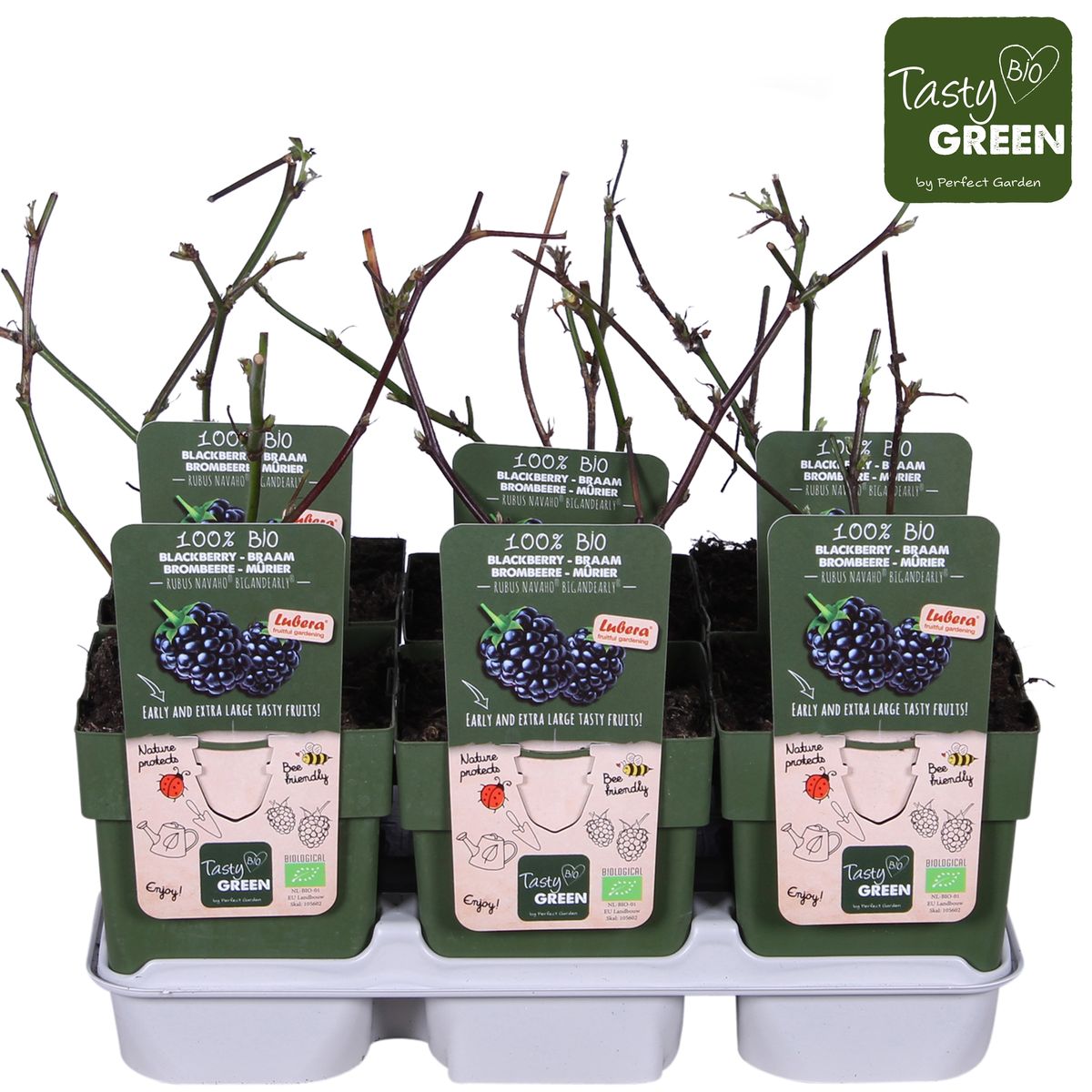 Rubus fruticosus NAVAHO BIGANDEARLY — Plant Wholesale FlorAccess