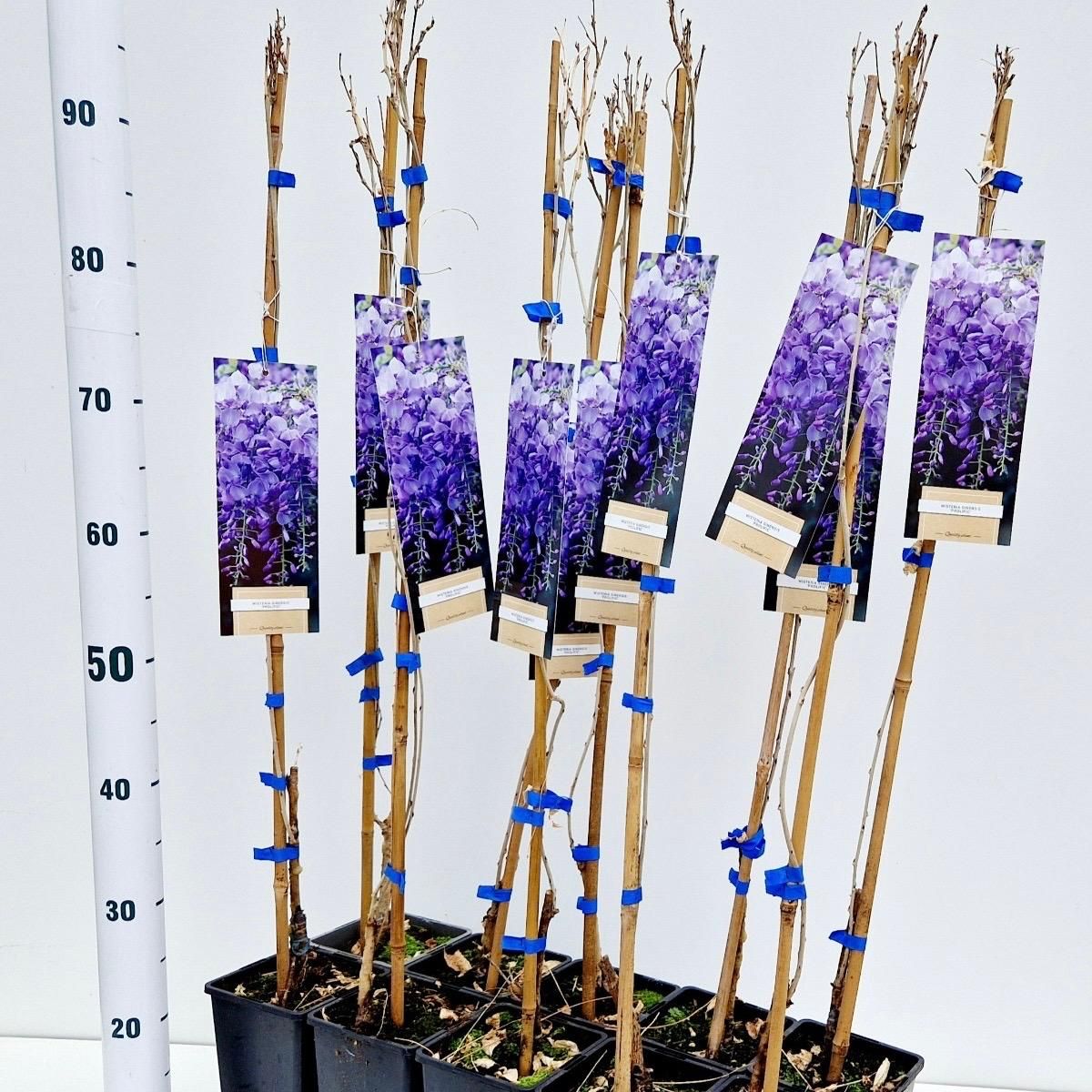 Wisteria sinensis 'Prolific' — Plant Wholesale FlorAccess