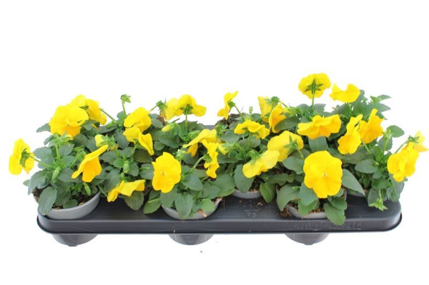 Viola x wittrockiana DELTA PURE YELLOW — Plant Wholesale FlorAccess