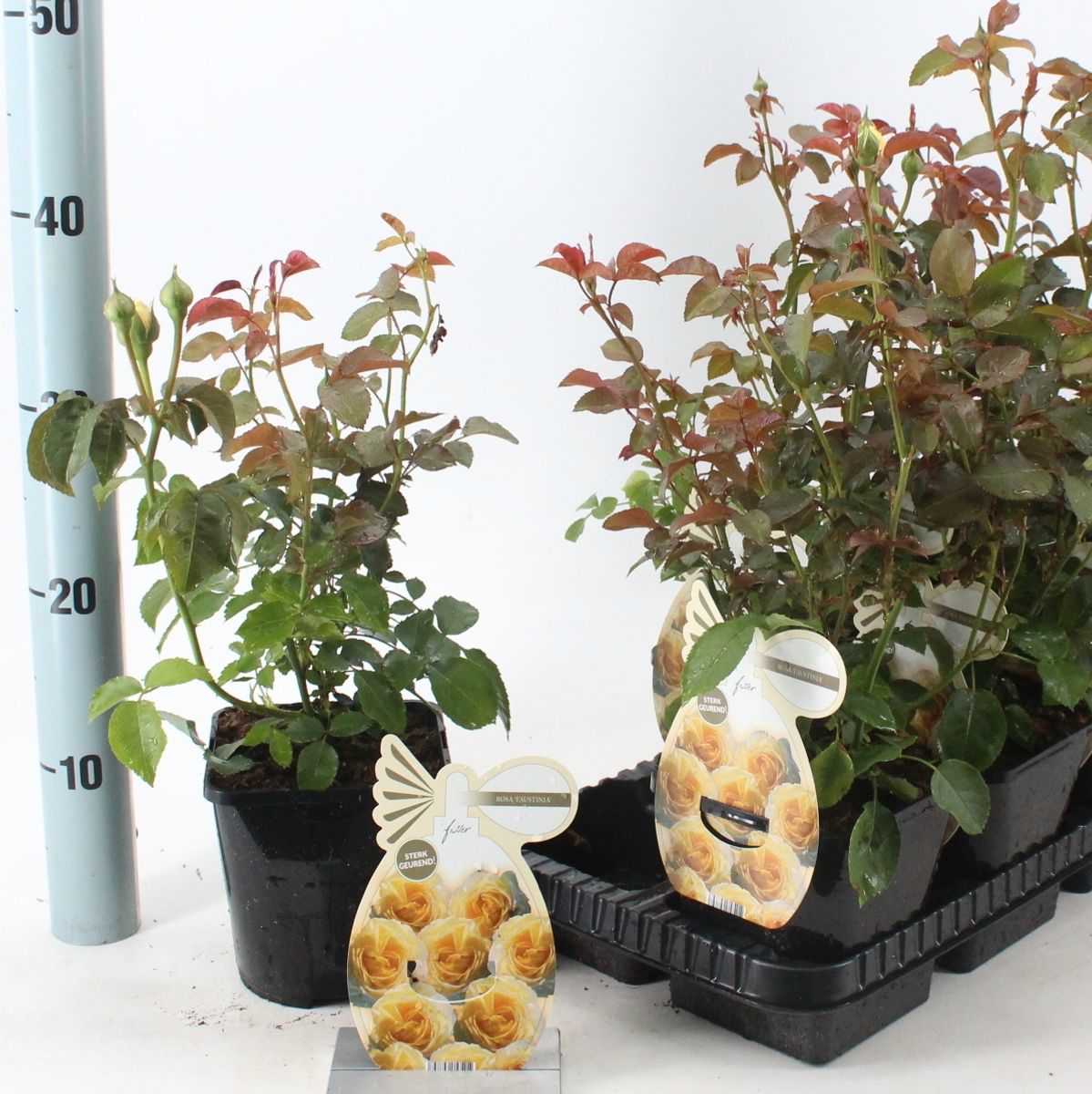 Rosa FAUSTINIA — Plant Wholesale FlorAccess