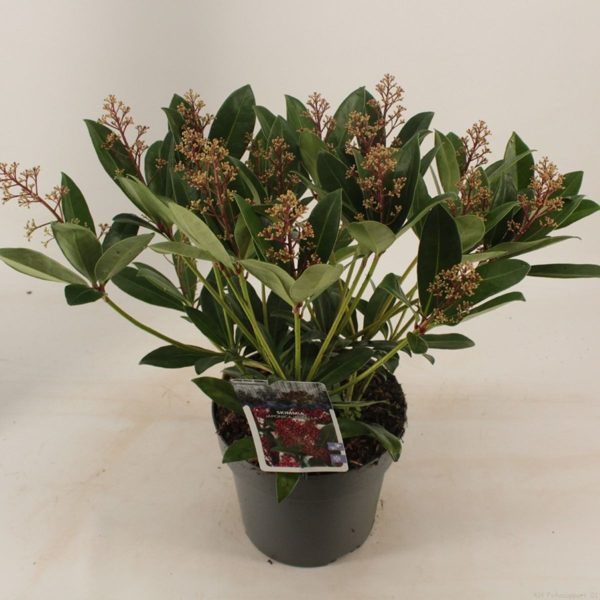 Skimmia japonica 'Rubella' — Plant Wholesale FlorAccess