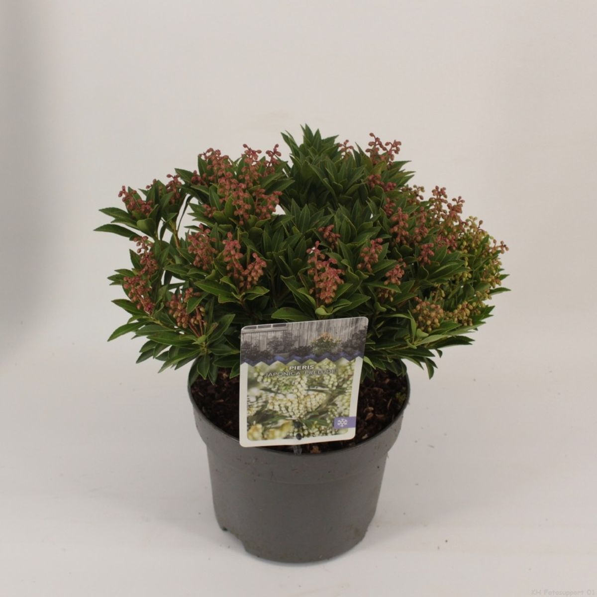 Pieris japonica 'Prelude' — Plant Wholesale FlorAccess