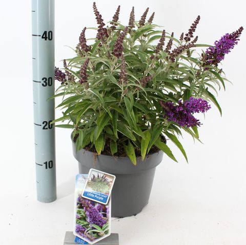 Buddleja davidii BUTTERFLY CANDY LITTLE PURPLE — Plant Wholesale FlorAccess