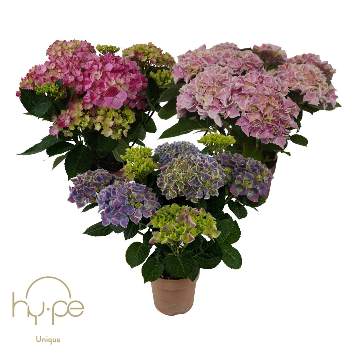 Hydrangea macrophylla MARBLE MIX — Kasvien tukkumyynti FlorAccess