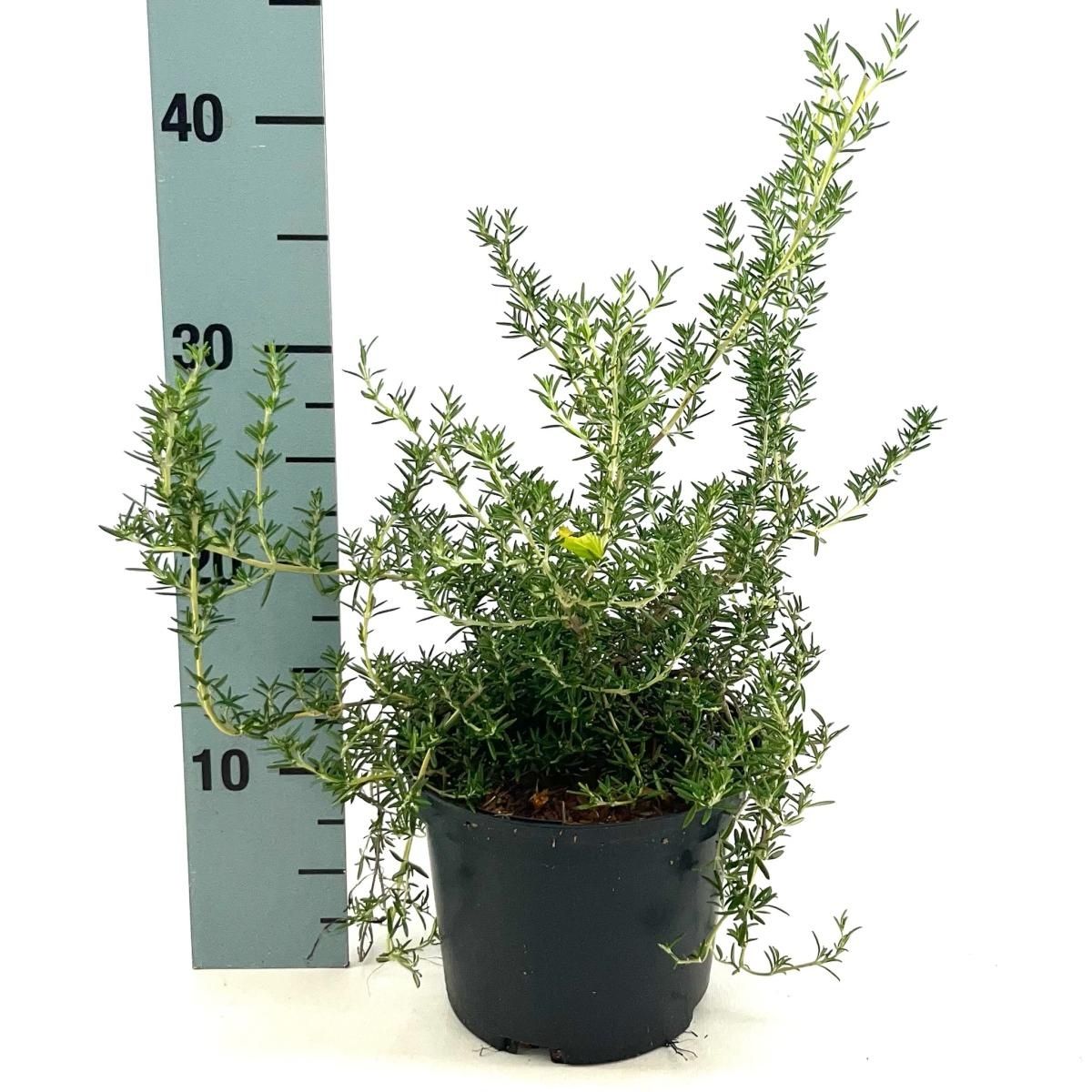 Rosmarinus officinalis 'Prostratus' — Grossiste en Plantes FlorAccess