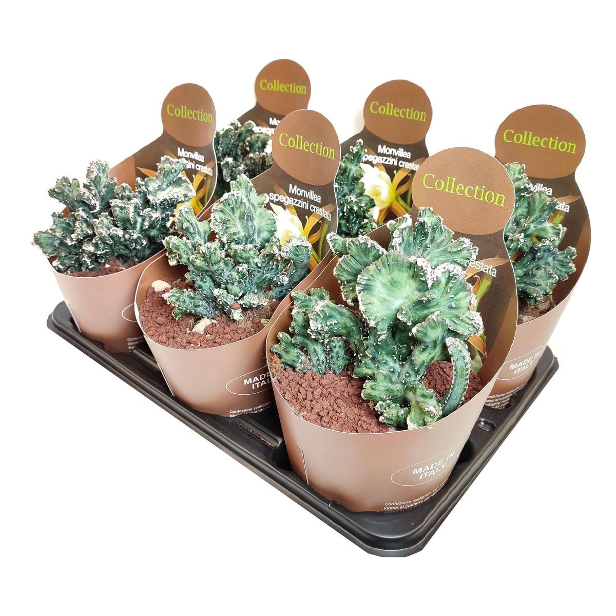 Monvillea spegazzinii monstruosa — Plant Wholesale FlorAccess