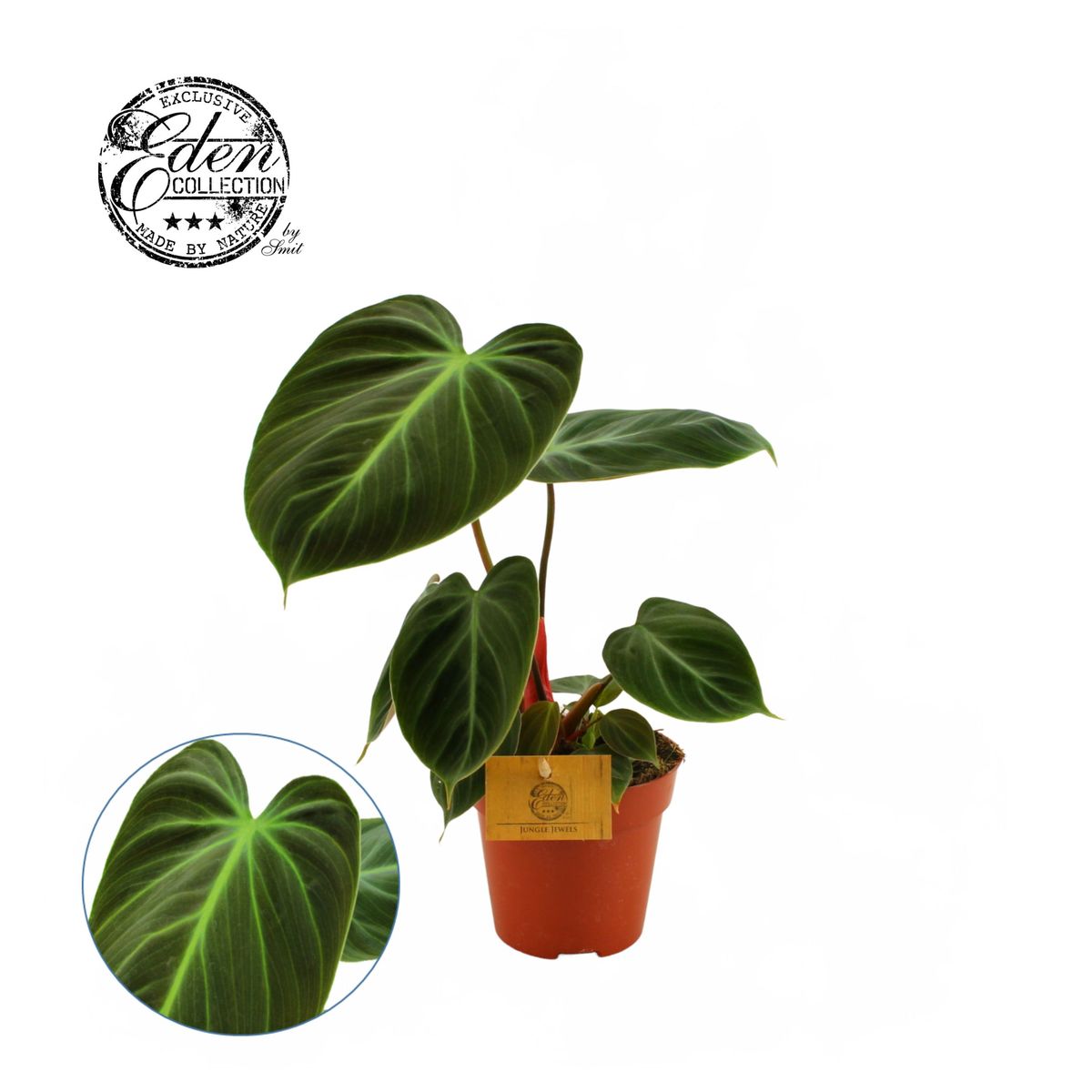 Philodendron 'El Choco Red' — Plant Wholesale FlorAccess