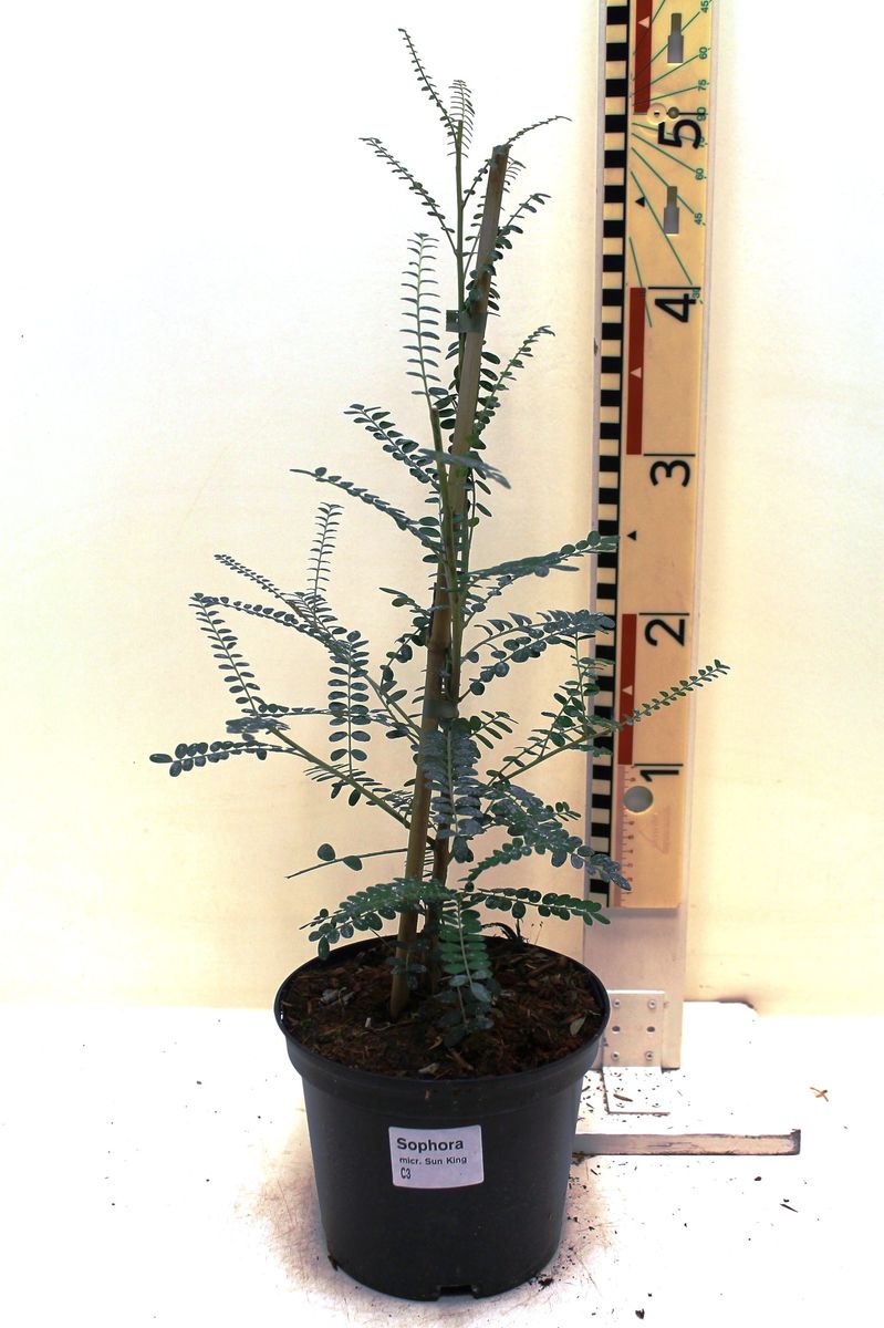 Sophora microphylla SUN KING — Plant Wholesale FlorAccess