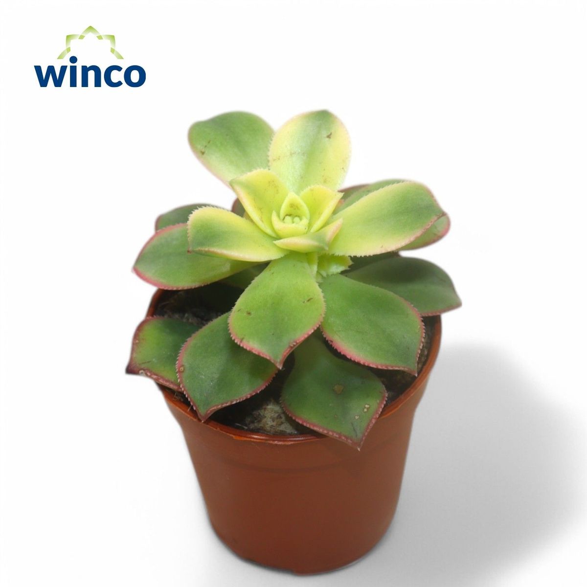 Aeonium 'Kiwi' — Plant Wholesale FlorAccess
