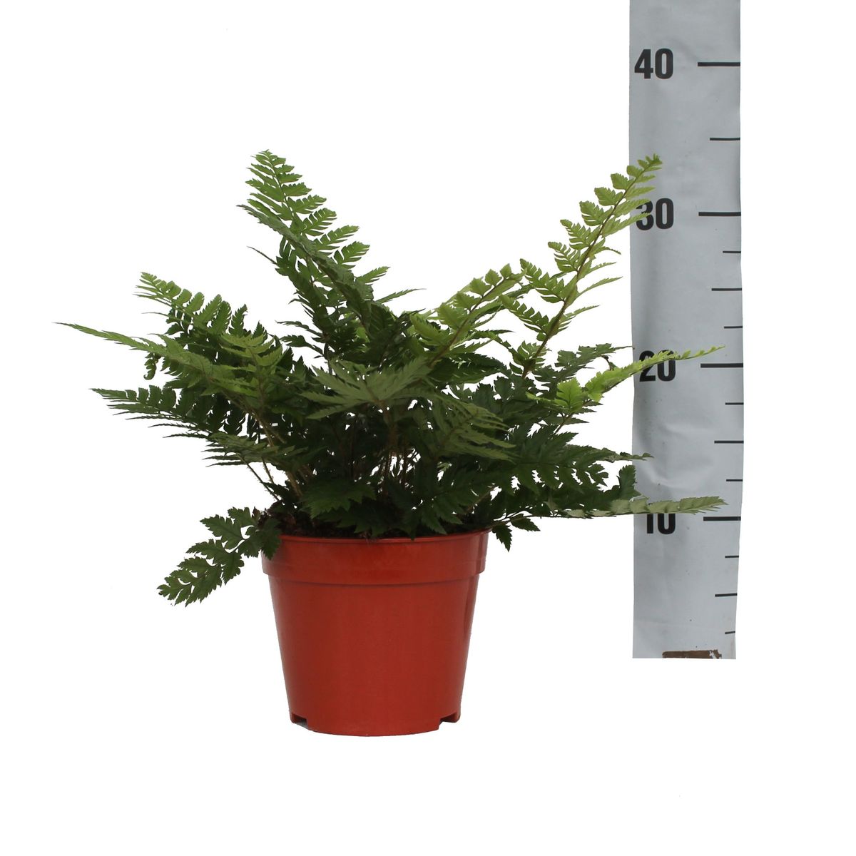 Polystichum rigens — Plant Wholesale FlorAccess