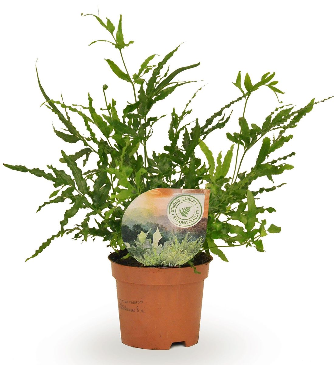 Pteris ensiformis 'Evergreen' — Plant Wholesale FlorAccess