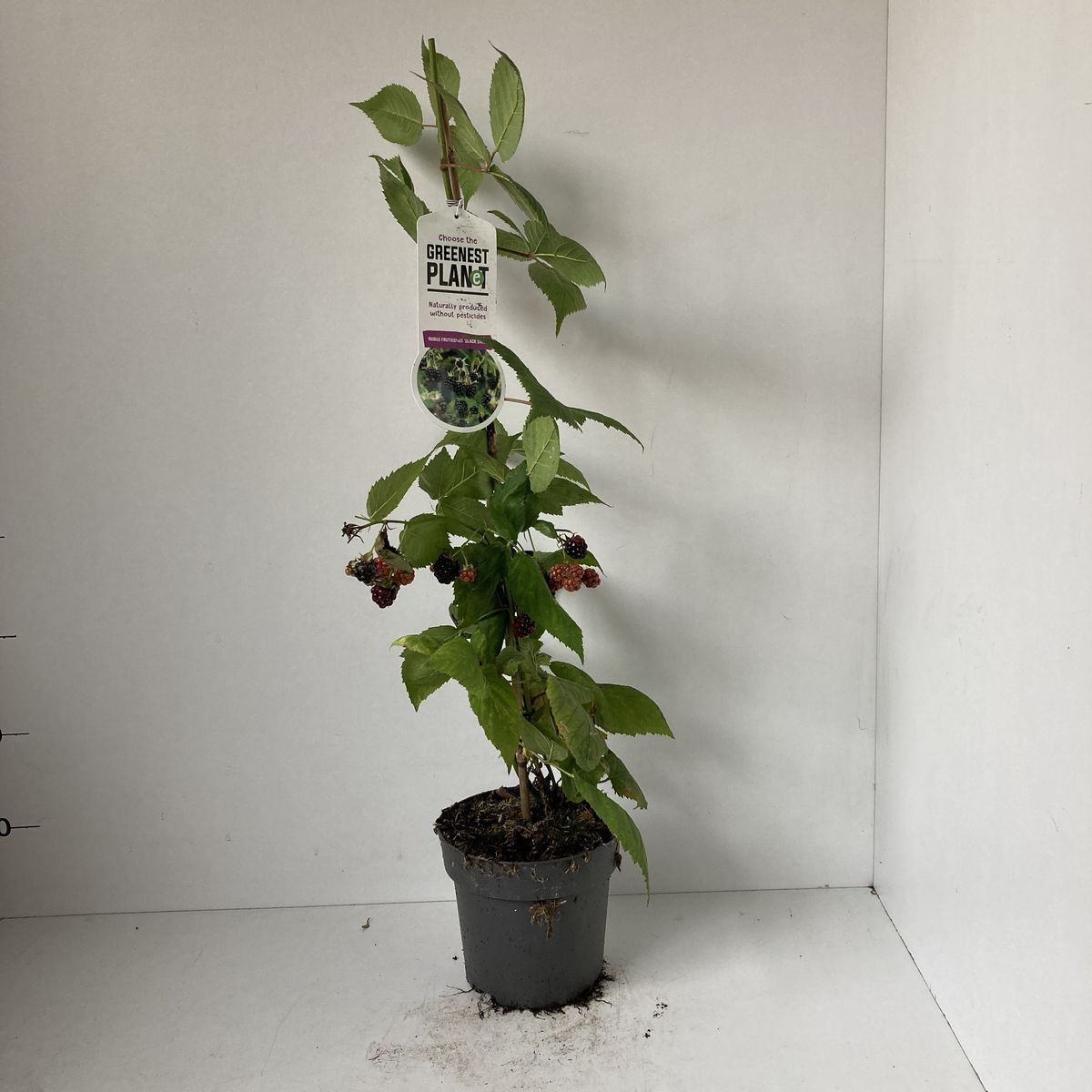 Rubus fruticosus 'Black Satin' — Plant Wholesale FlorAccess