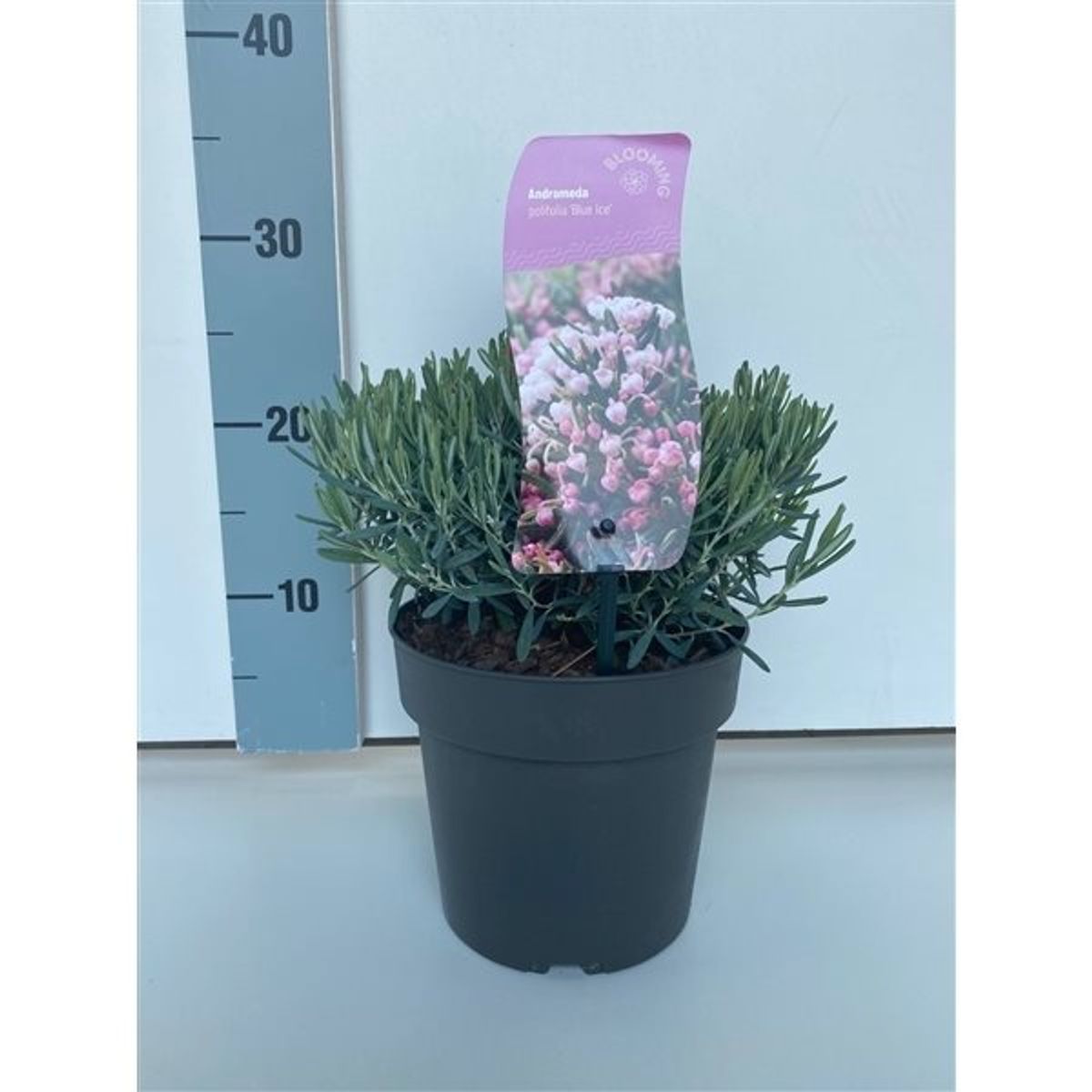 Andromeda polifolia 'Blue Ice' — Plant Wholesale FlorAccess