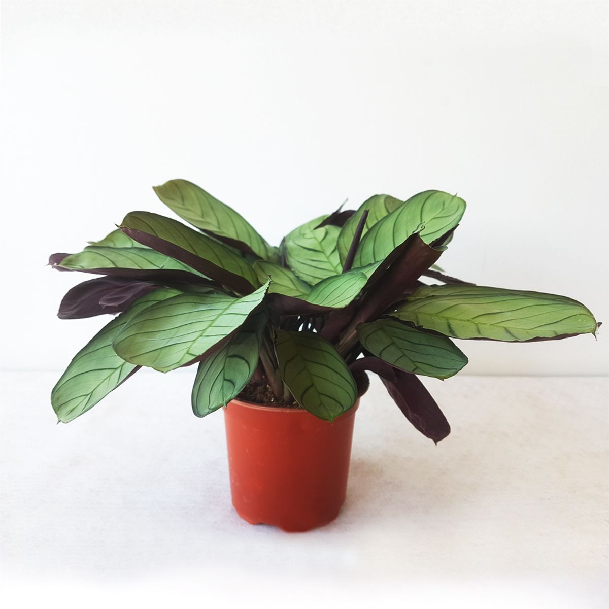Maranta leuconeura 'Amabilis' — Plant Wholesale FlorAccess