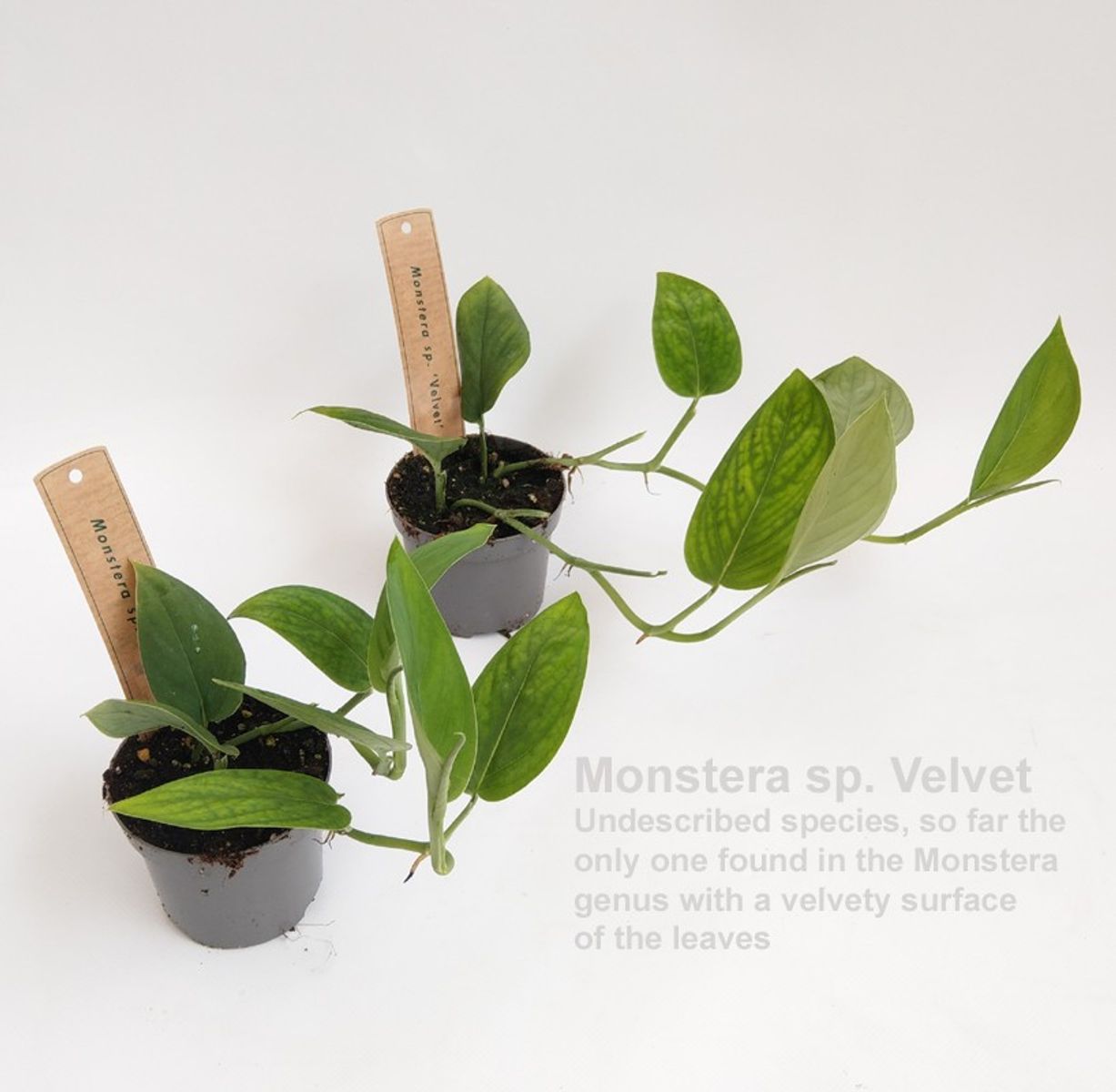 Monstera VELVET — Plant Wholesale FlorAccess