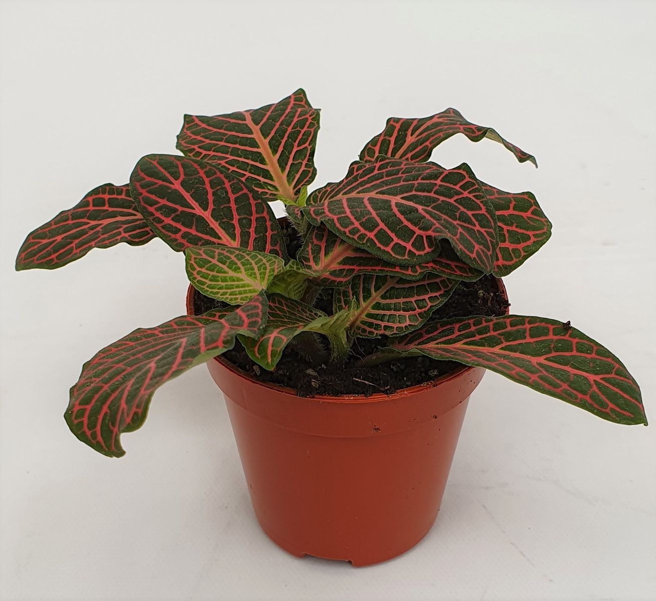 Fittonia verschaffeltii 'Red Star' — Plant Wholesale FlorAccess