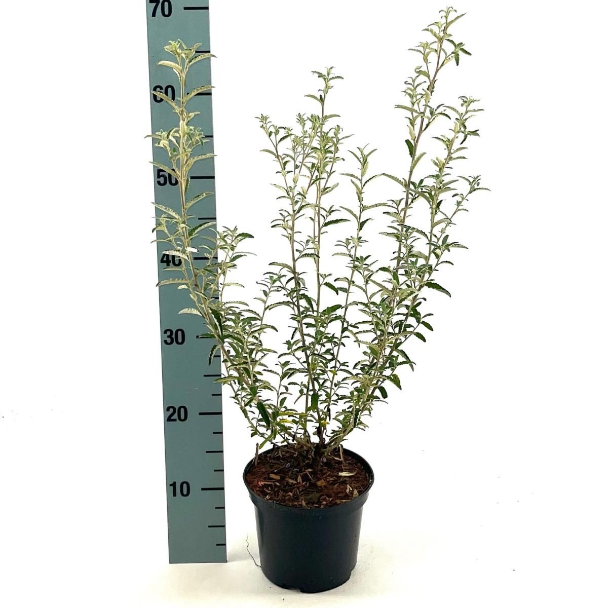 Olearia x scilloniensis — Plant Wholesale FlorAccess