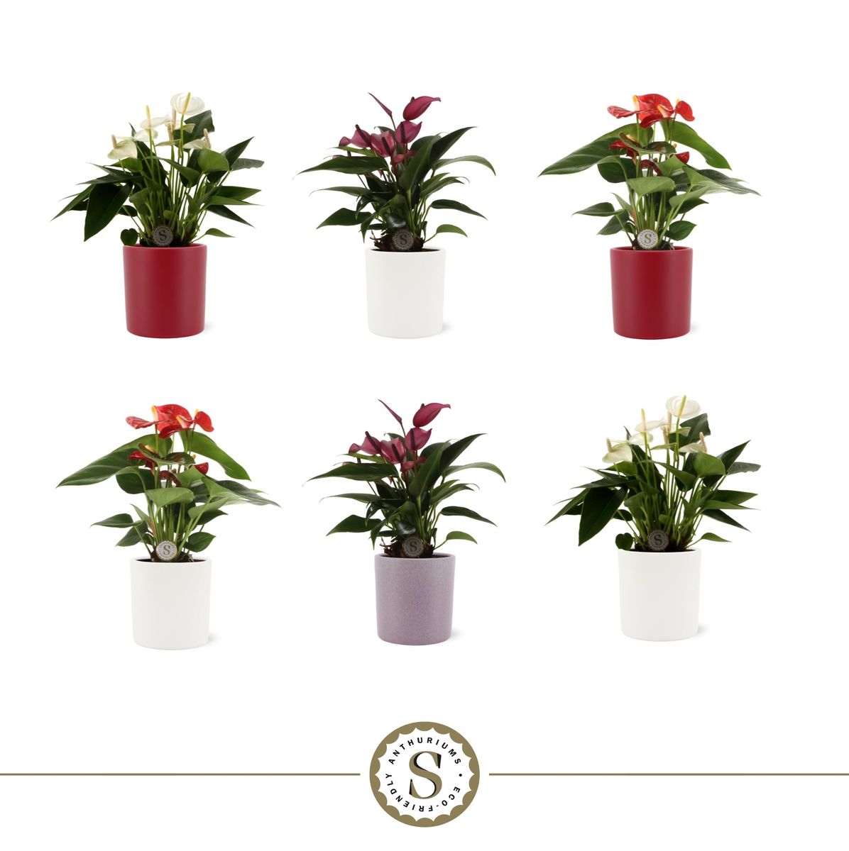 Anthurium MIX — Plant Wholesale FlorAccess